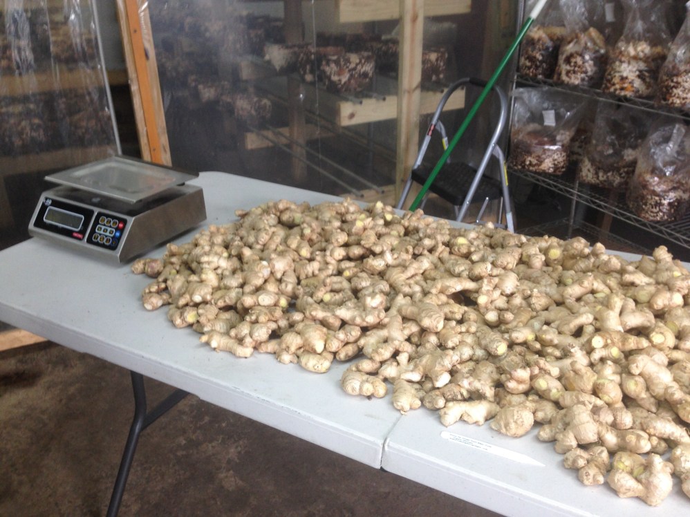 Learning to Grow Ginger in Central Ohio | Over the Fence Urban Farm