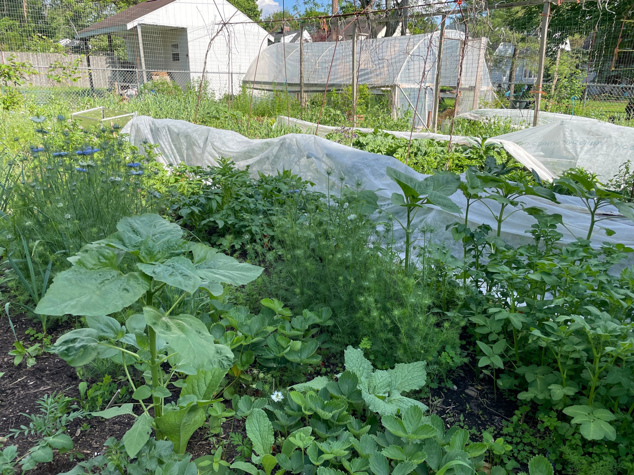 Over the Fence Urban Farm | Cooperatively farming small patches of ...